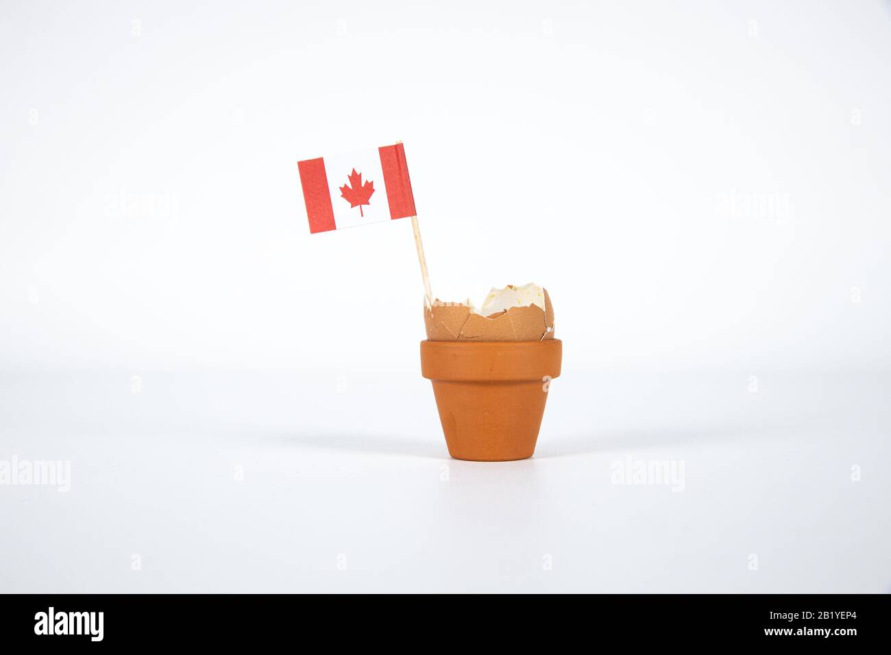 Egg in a small plant pot with a Canadian Flag sticking in it Stock ...