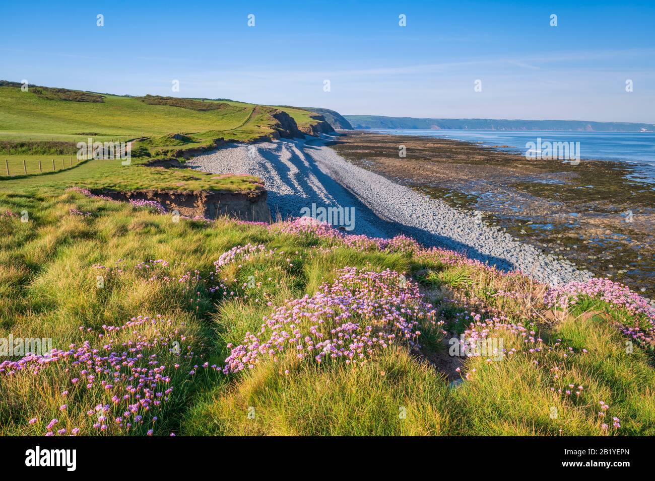 South West coastal path, Abbotsham cliffs, sea thrifts, cliffs, sea ...