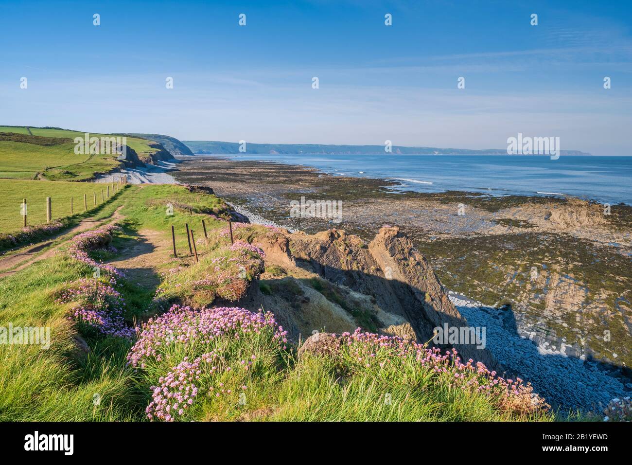 Abbotsham cliffs on the south west coastal path, North DEVON, UK Stock ...
