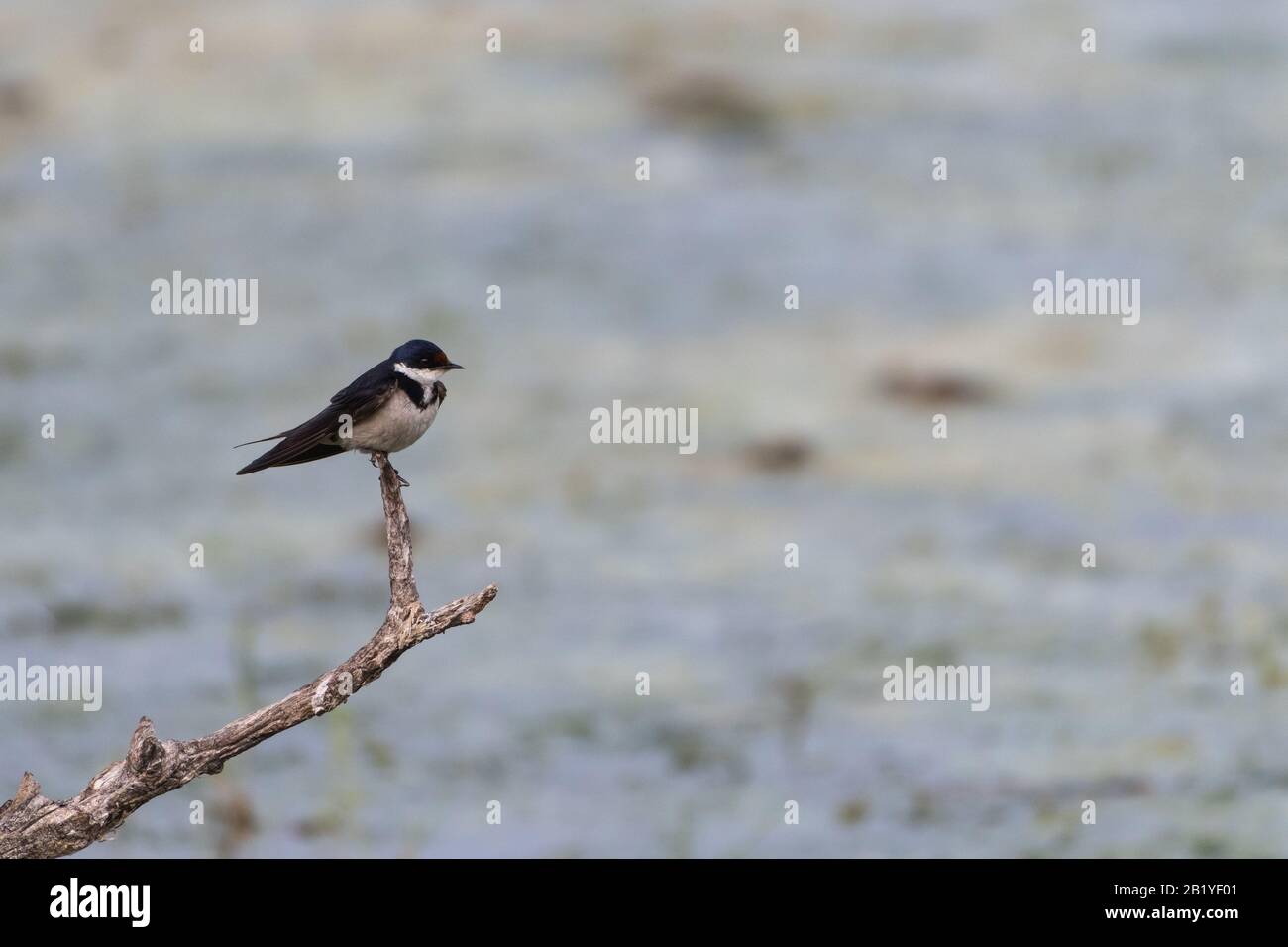 White throated swallow Stock Photo - Alamy
