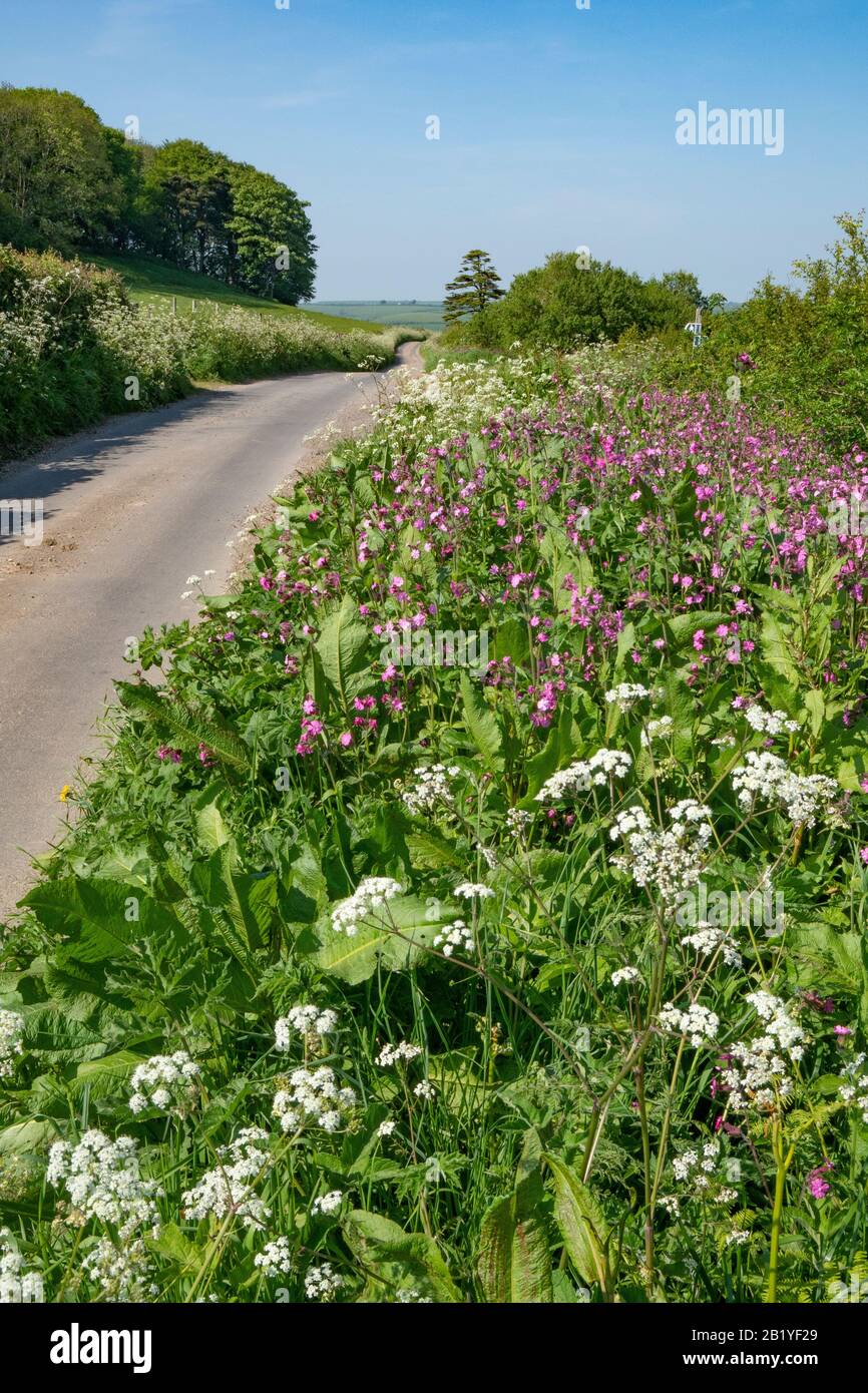 View looking north down a country lane in springtime bordered by ...
