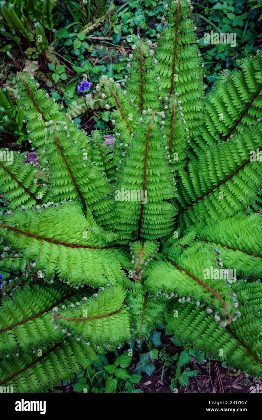 Triassic Fern