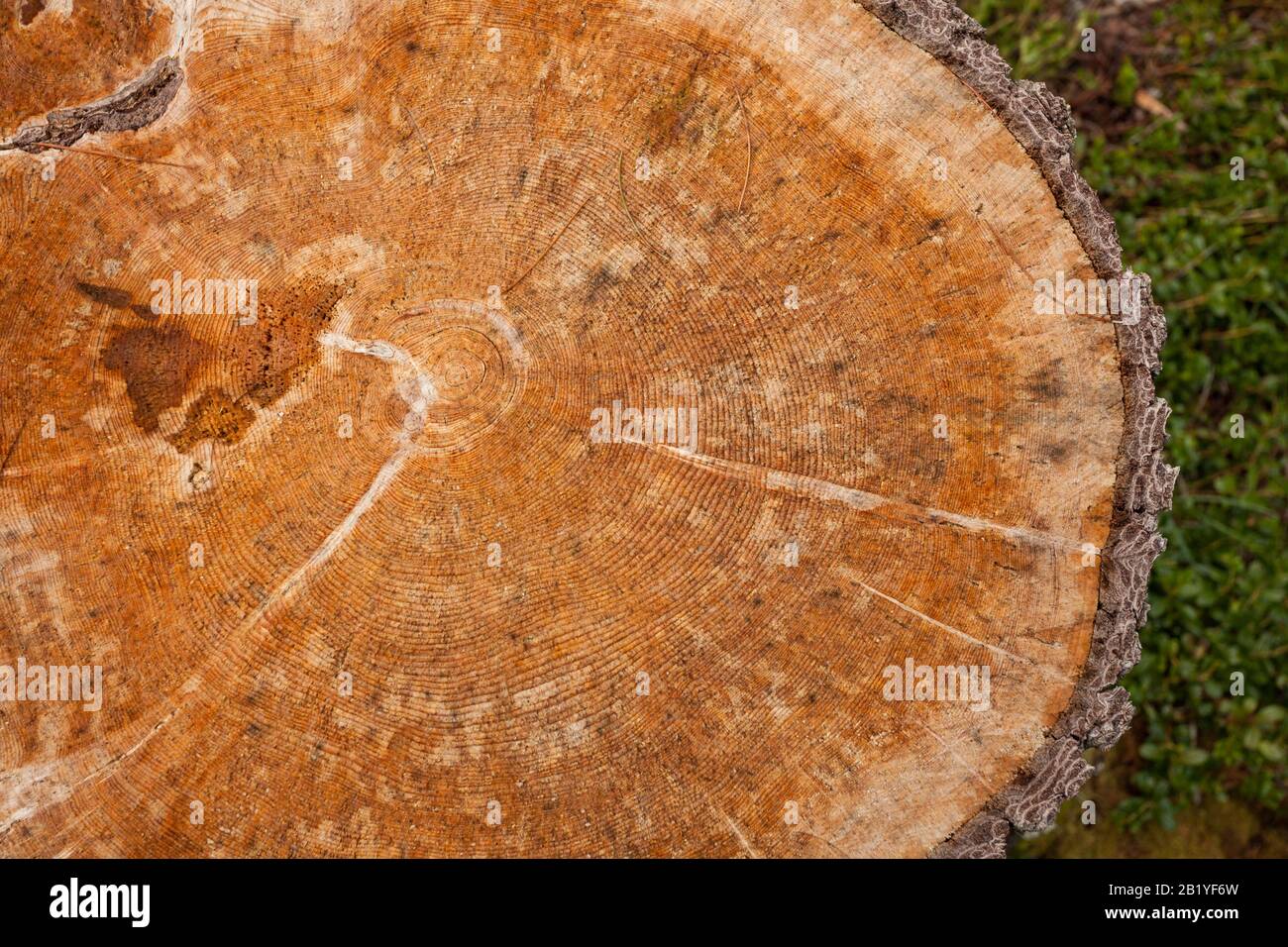 controlled deforestation inside an Italian forest. Cross section of a ...