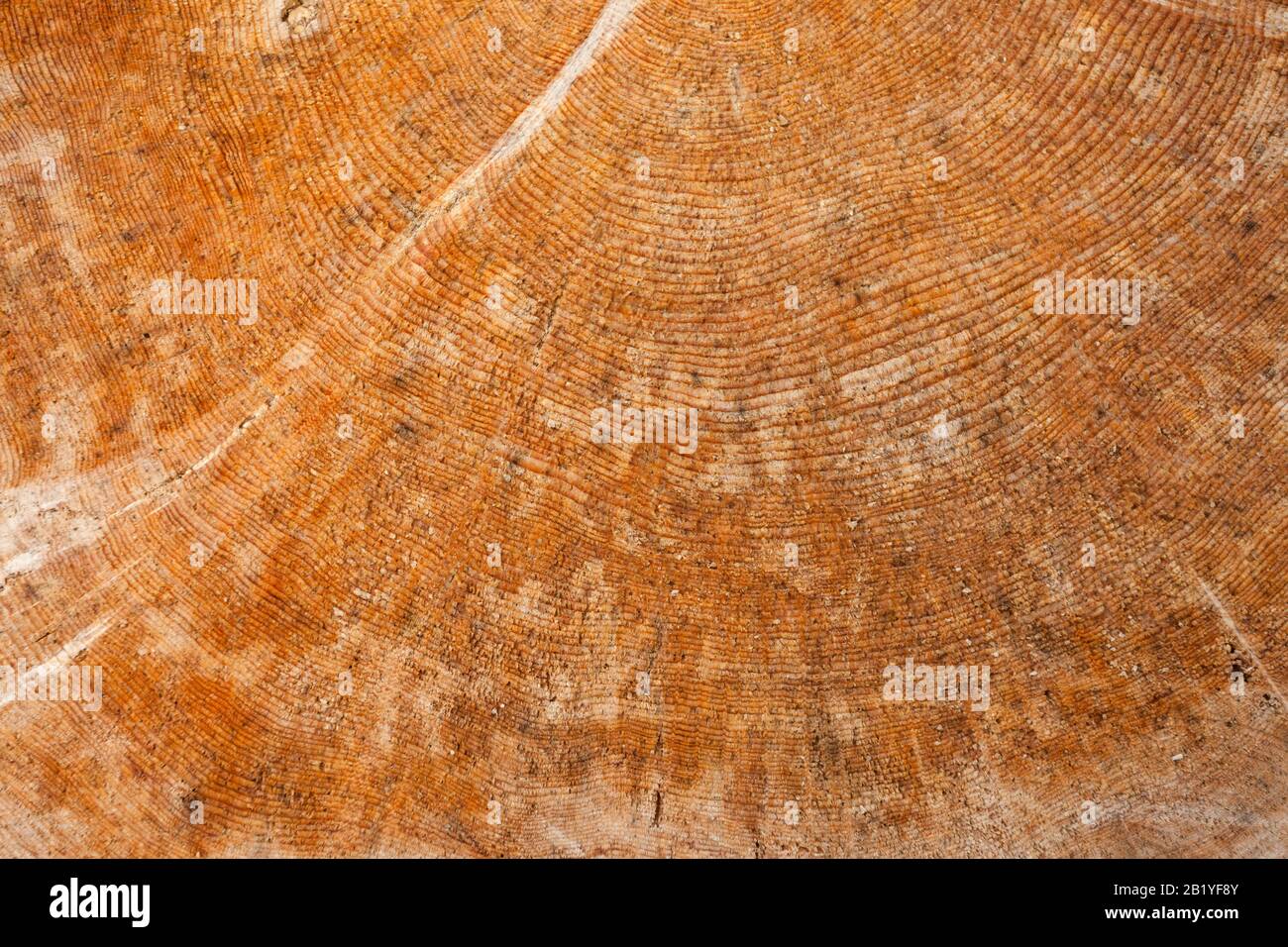 controlled deforestation inside an Italian forest. Cross section of a ...