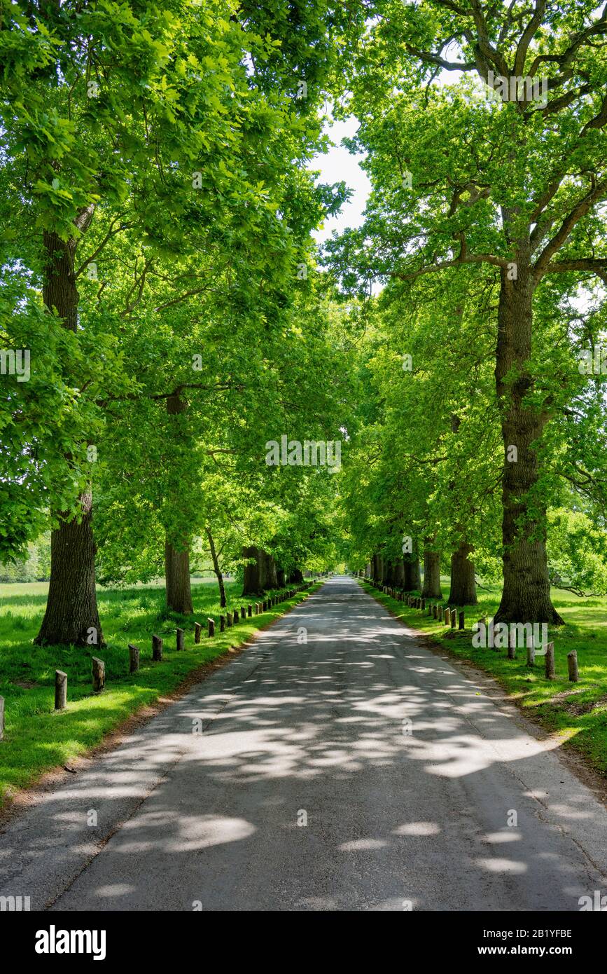 Avenue of tall trees hi-res stock photography and images - Alamy