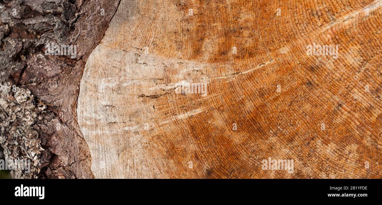 controlled deforestation inside an Italian forest. Cross section of a ...