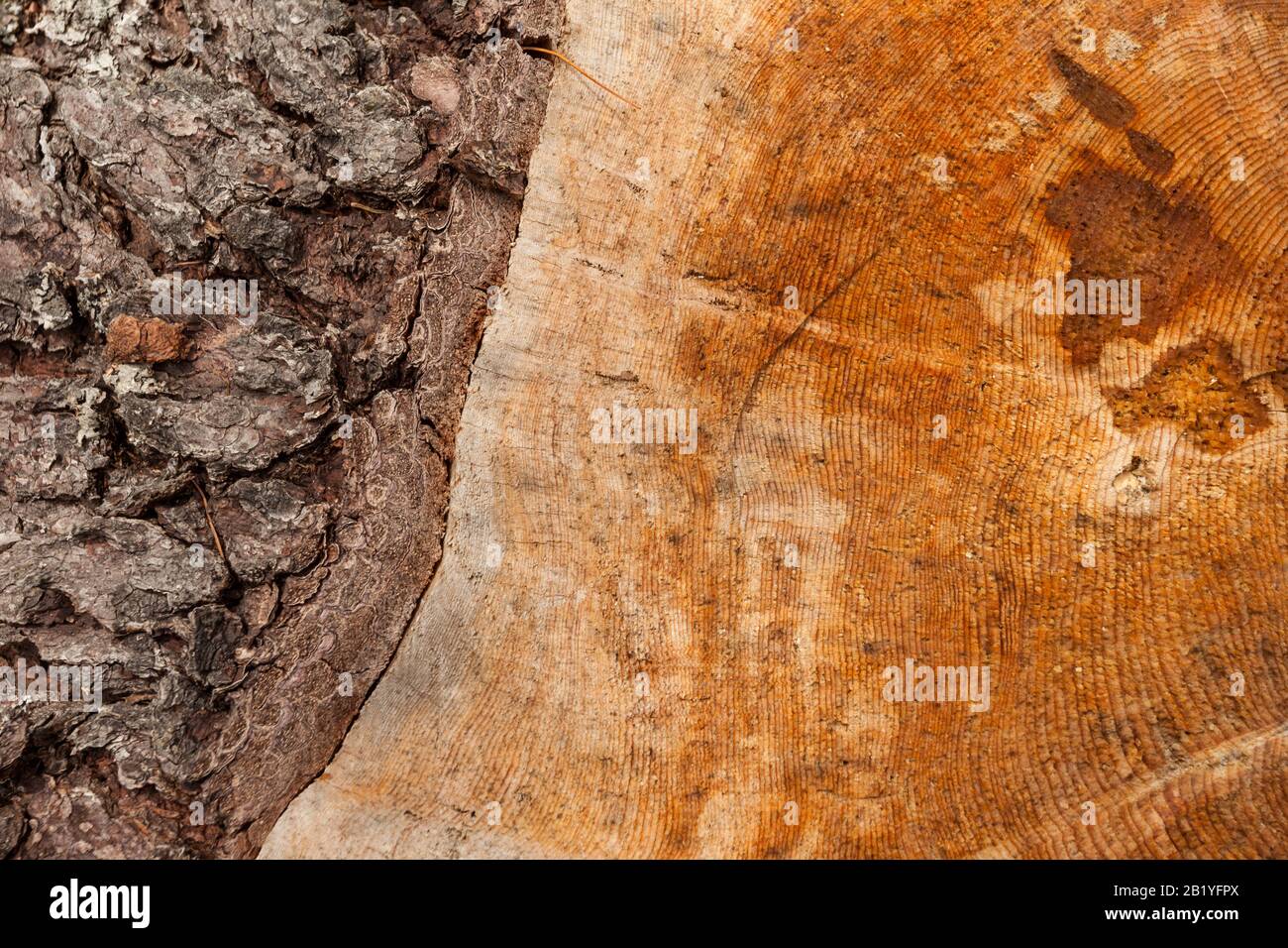 controlled deforestation inside an Italian forest. Cross section of a ...