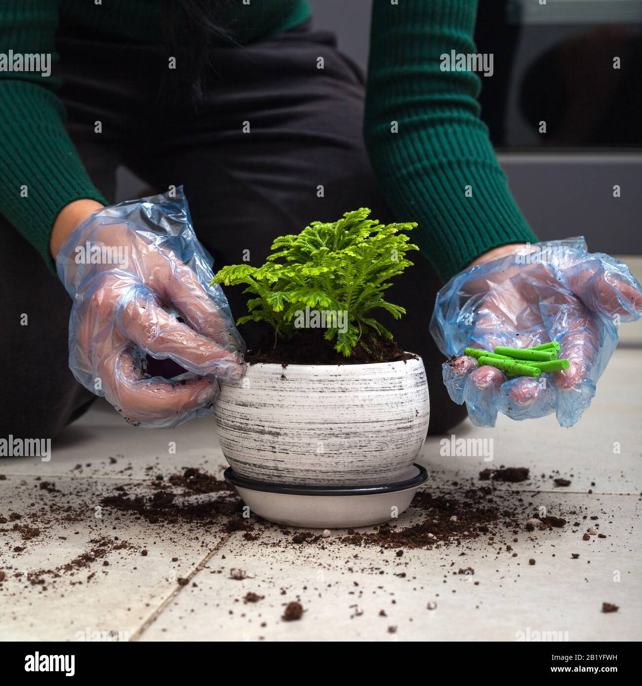 Fertilizers for home plants. Gloved hands putting fertilizer into the ...
