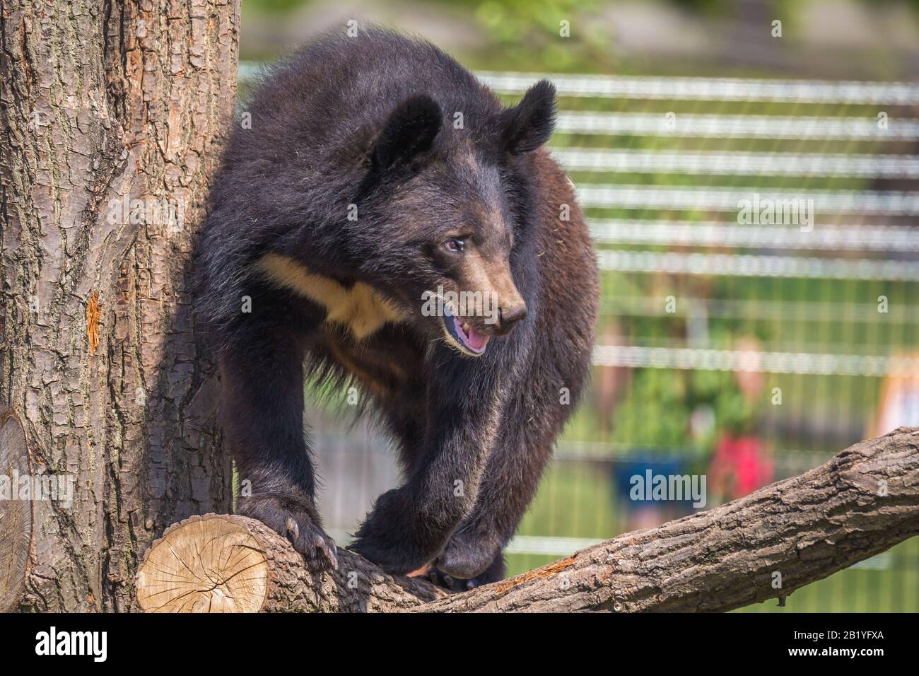 American black bear on tree hi-res stock photography and images - Alamy