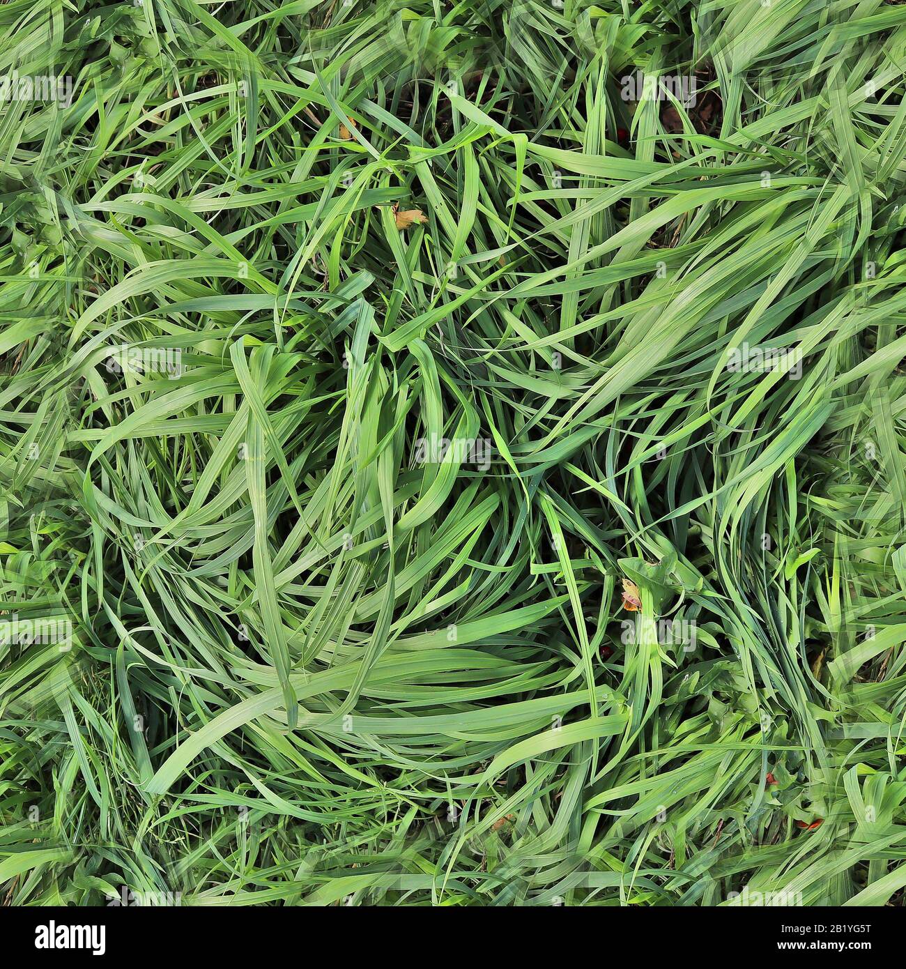 High resolution foto realistic seamless texture of green grass and ...