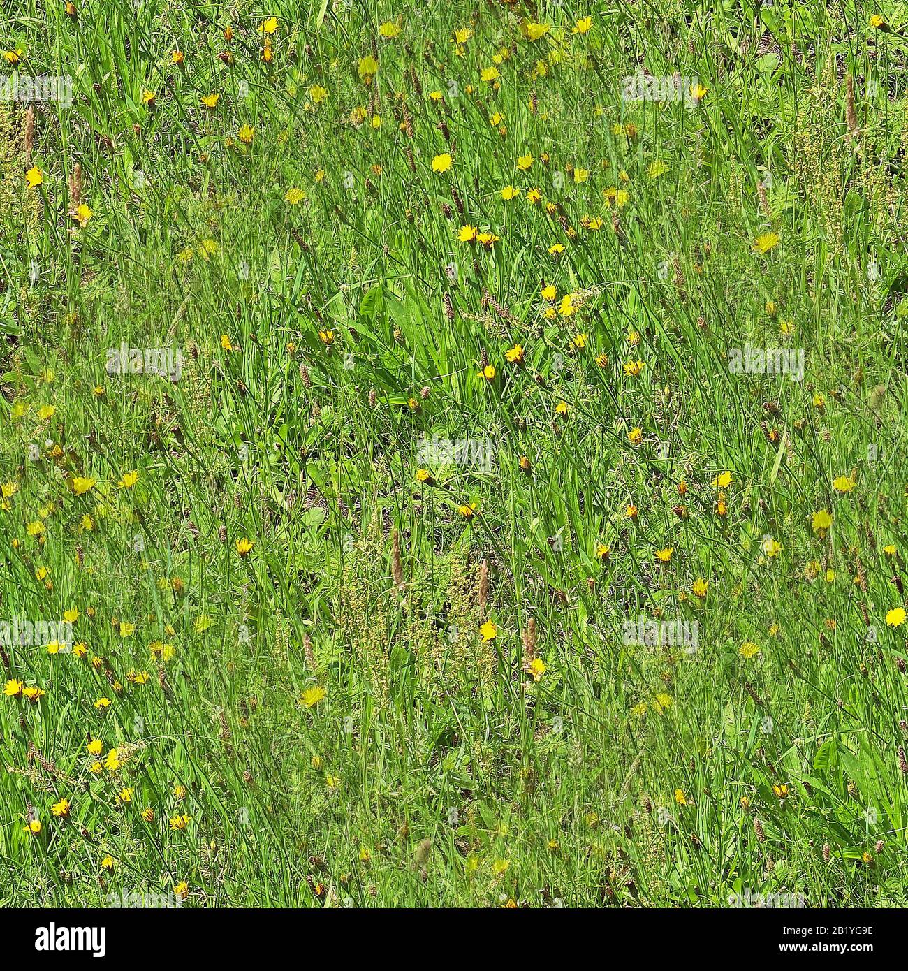 High resolution foto realistic seamless texture of green grass and ...