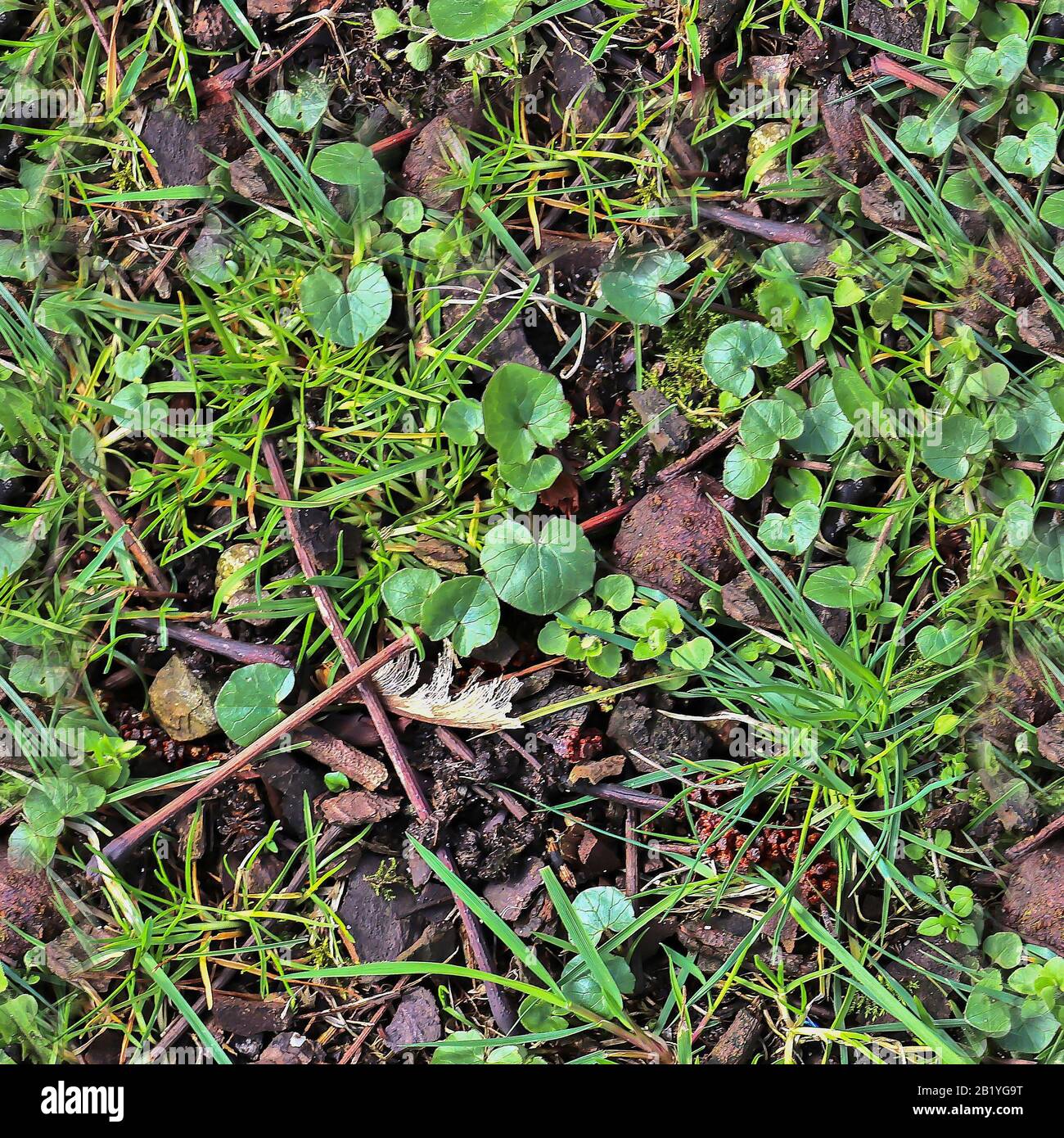 High resolution foto realistic seamless texture of green grass and ...
