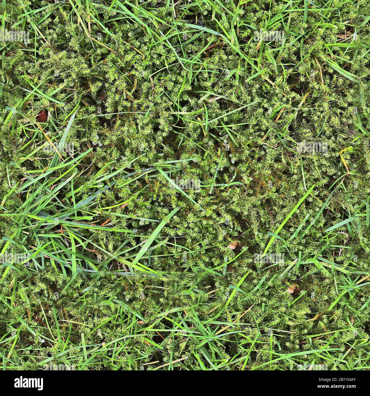 High resolution foto realistic seamless texture of green grass and ...