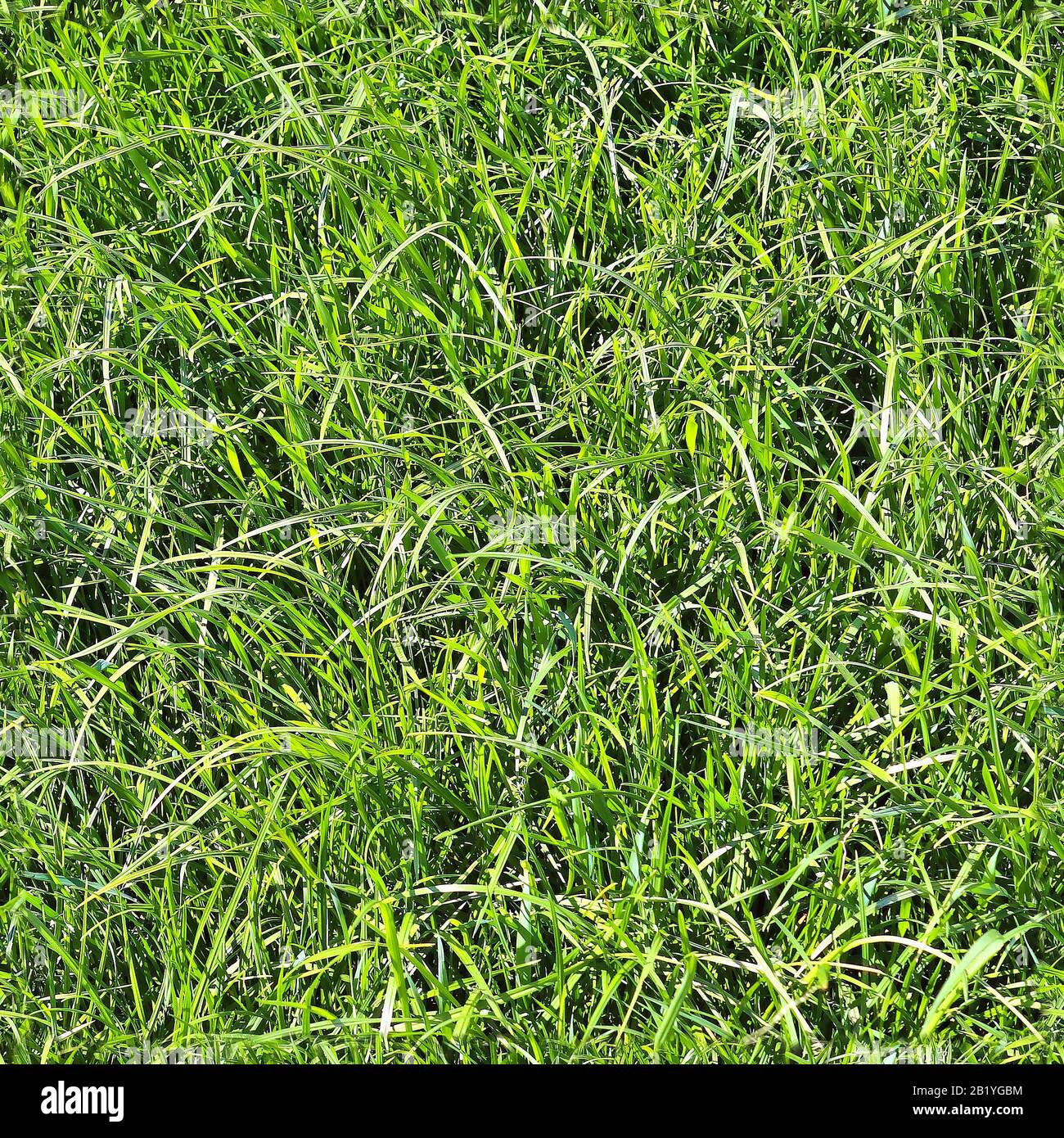 Tall Grass Seamless Texture