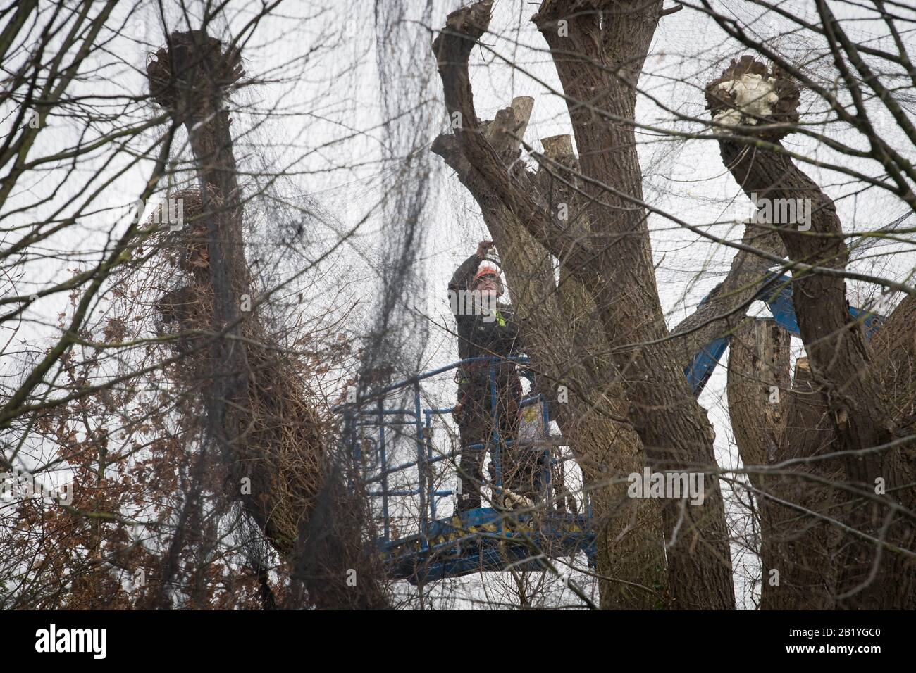 Boom lift works on trees hi-res stock photography and images - Alamy
