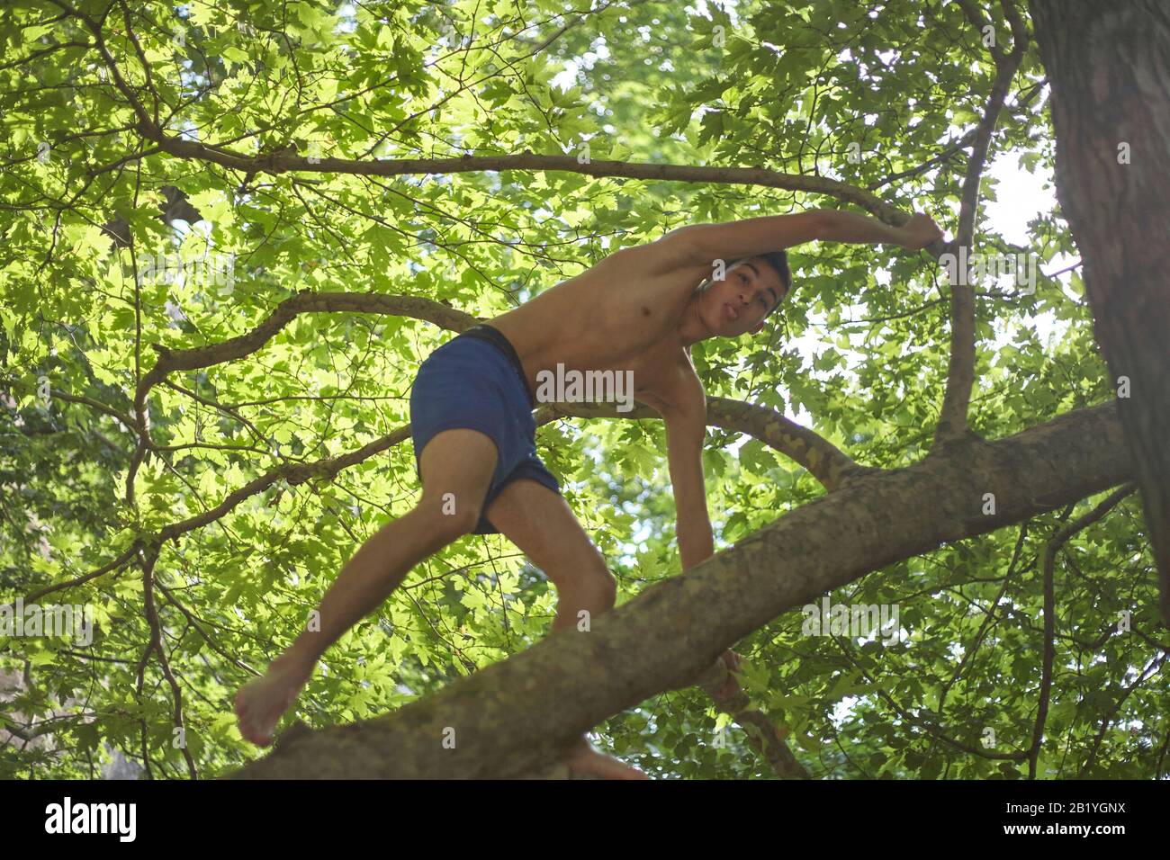 Teenage boy climbing on a tree in summer holidays tropic feeling ...