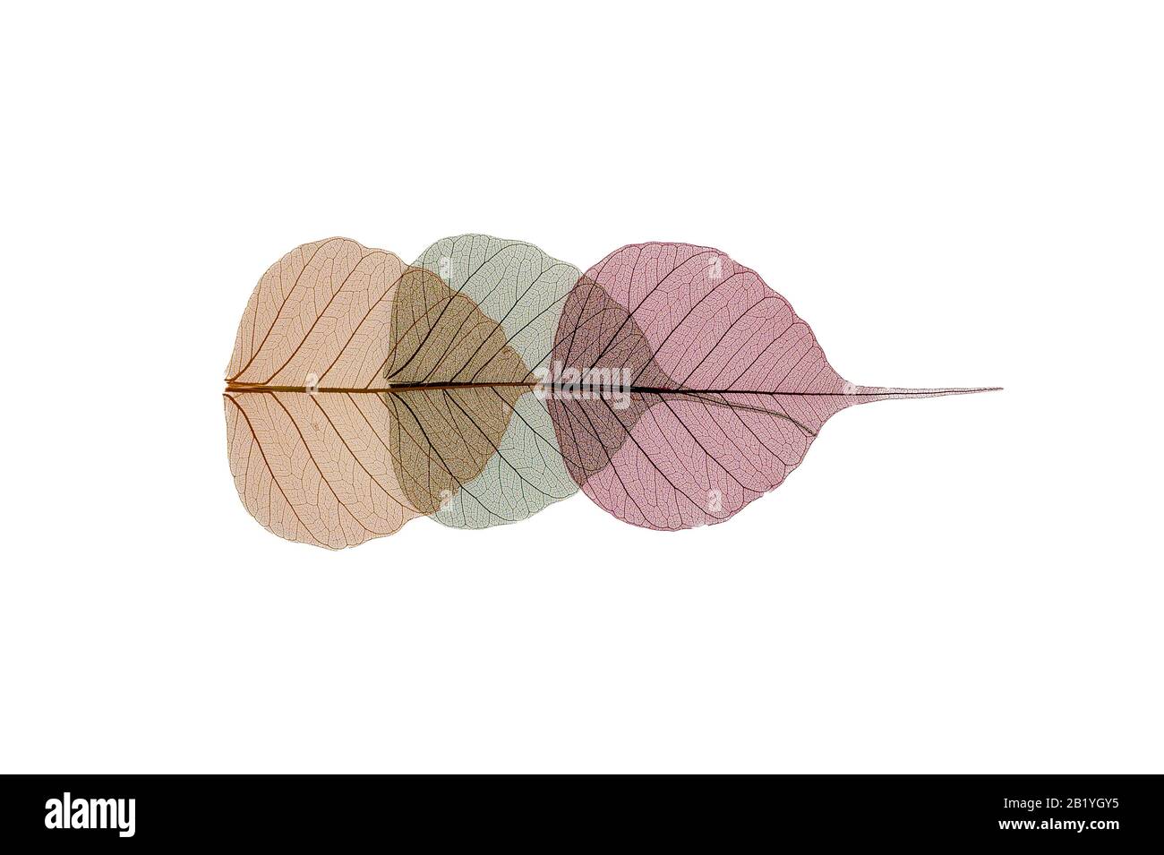 Group of dried colorful skeleton leaves decoration isolated on white ...