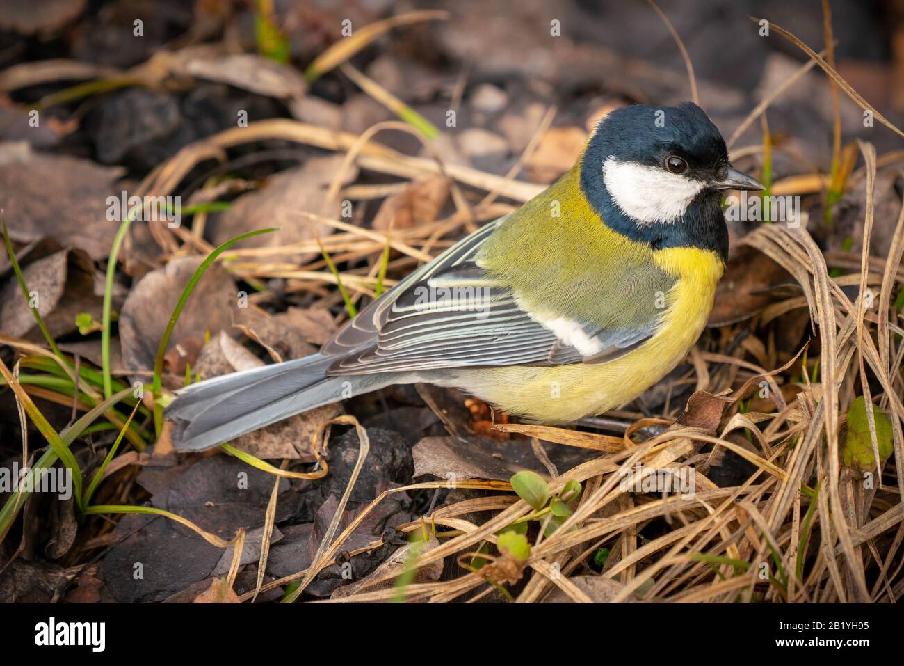 great tit or yellow-bellied tit close up bird portrait. Parus major ...