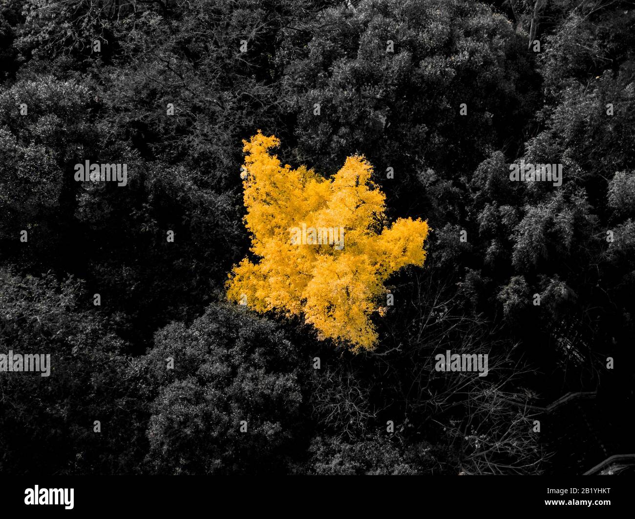 Aerial view of Ginkgo Tree, Ginkgo biloba, also called maidenhair tree ...
