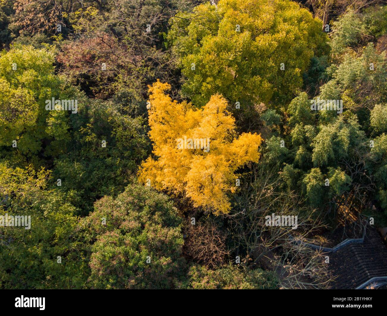 Aerial view of Ginkgo Tree, Ginkgo biloba, also called maidenhair tree ...