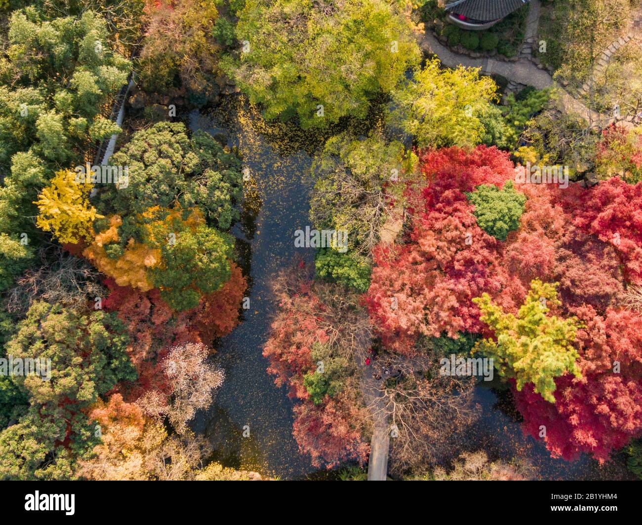 Aerial view of a Ginkgo Tree and Chinese Maple Tree showing its vivid ...
