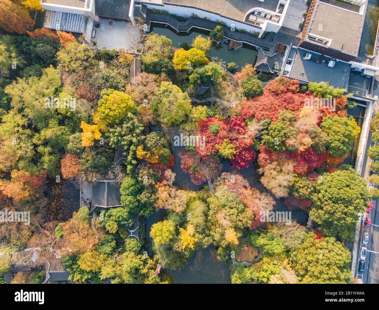 Aerial view of a Ginkgo Tree and Chinese Maple Tree showing its vivid ...