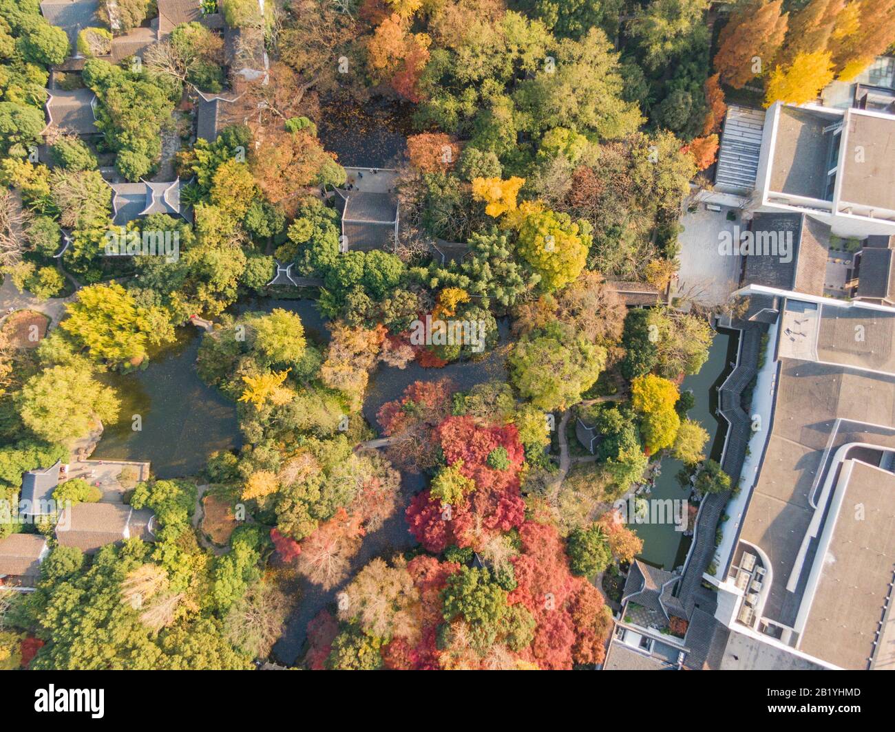 Aerial view of a Ginkgo Tree and Chinese Maple Tree showing its vivid ...