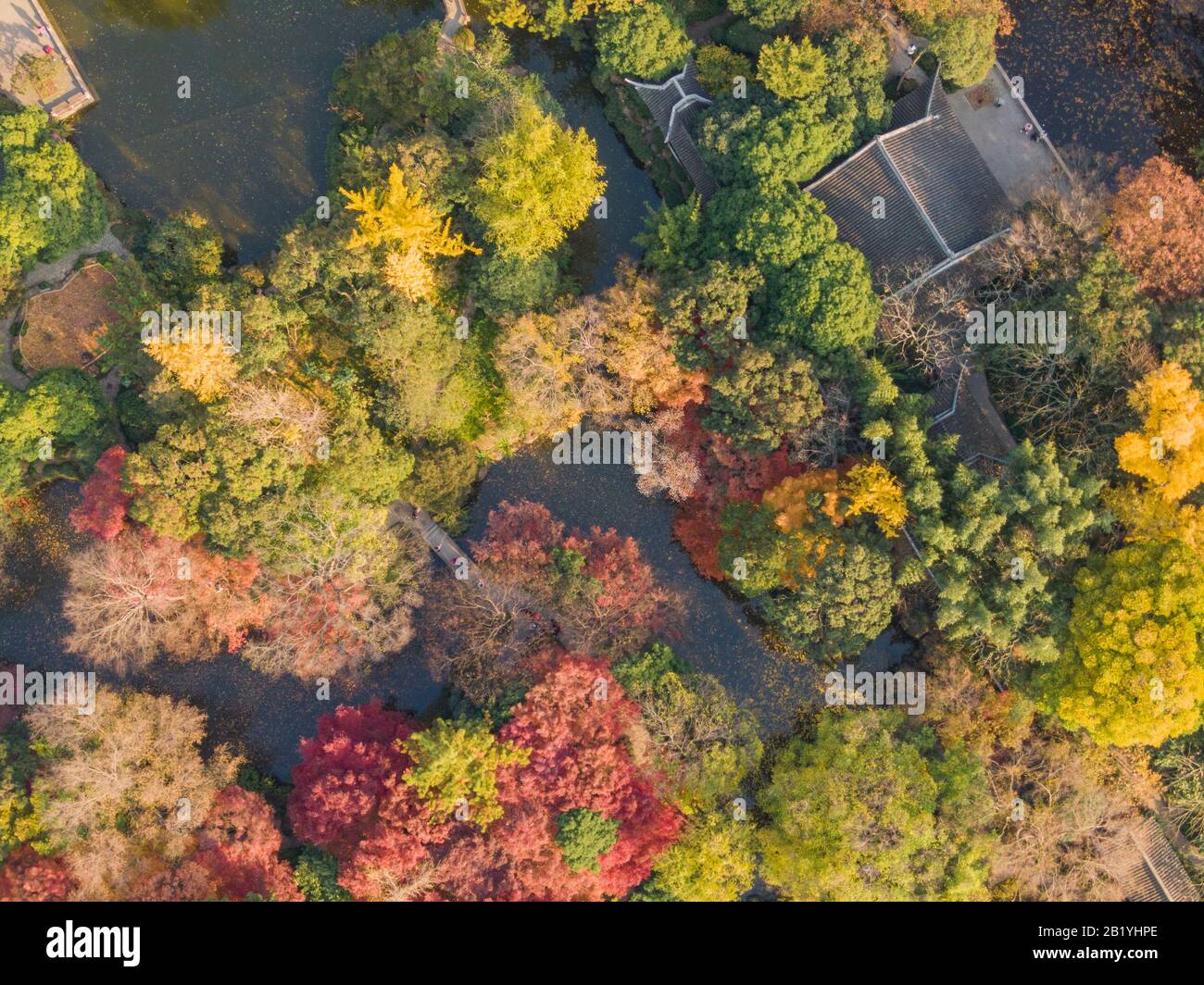 Aerial view of a Ginkgo Tree and Chinese Maple Tree showing its vivid ...