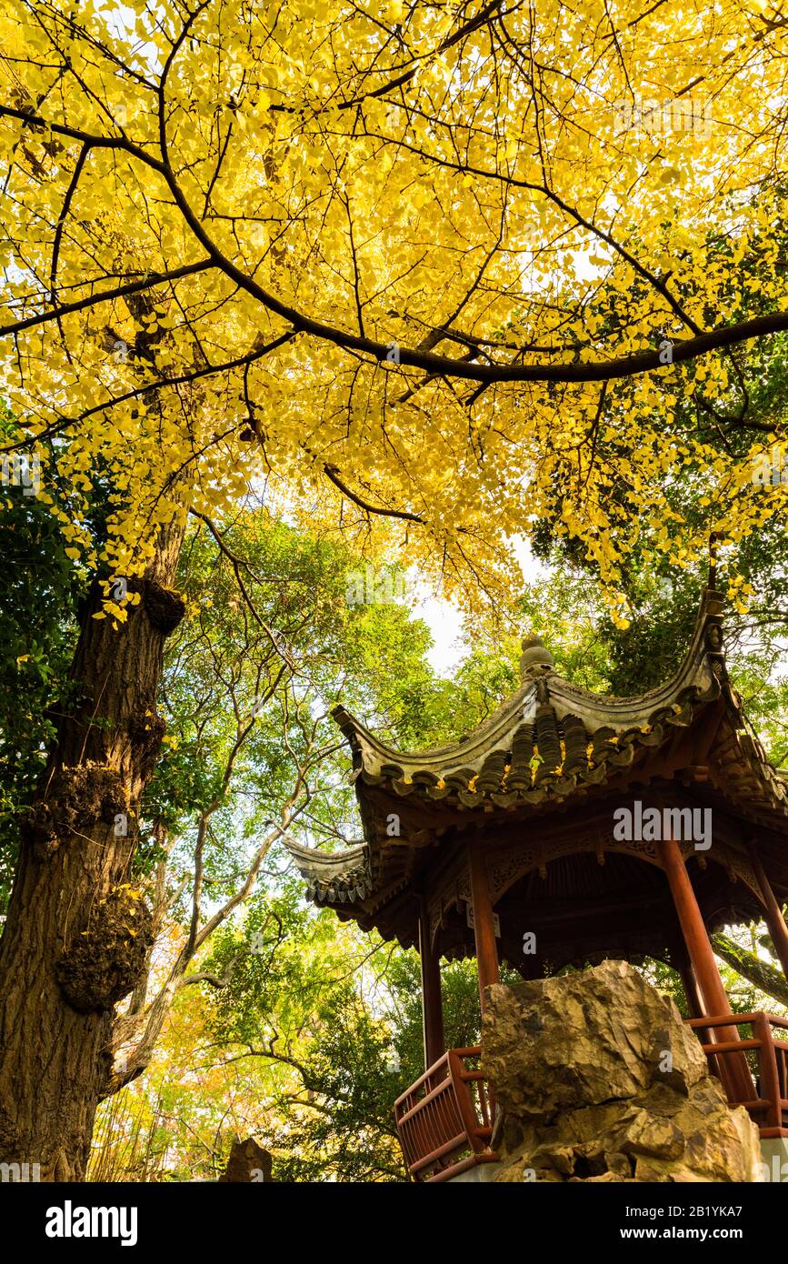Ginkgo Tree, Ginkgo biloba, also called maidenhair tree, showing its ...