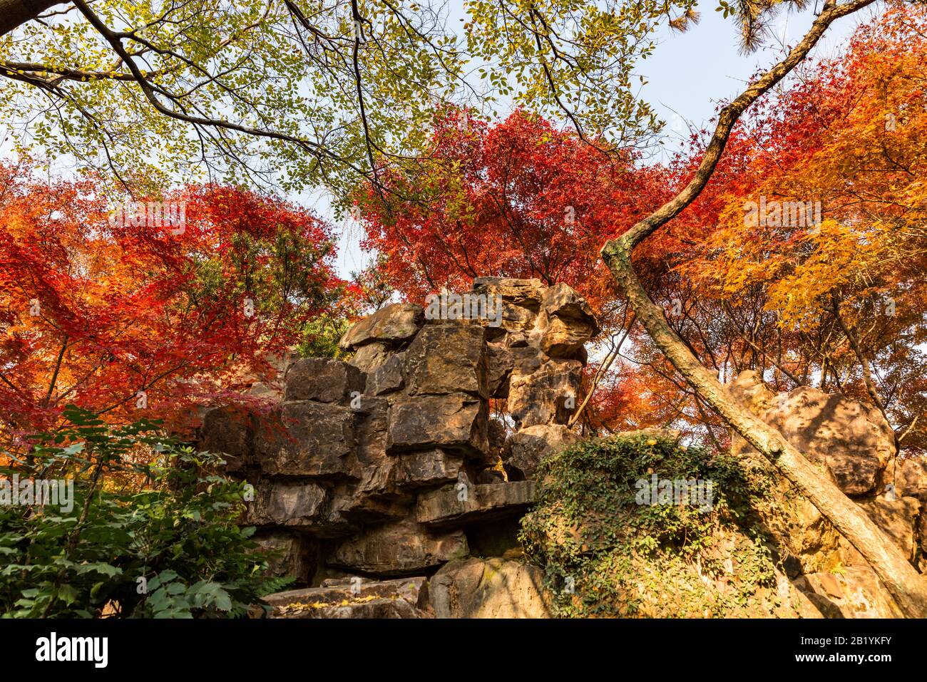 Vibrant leaf colours hi-res stock photography and images - Alamy