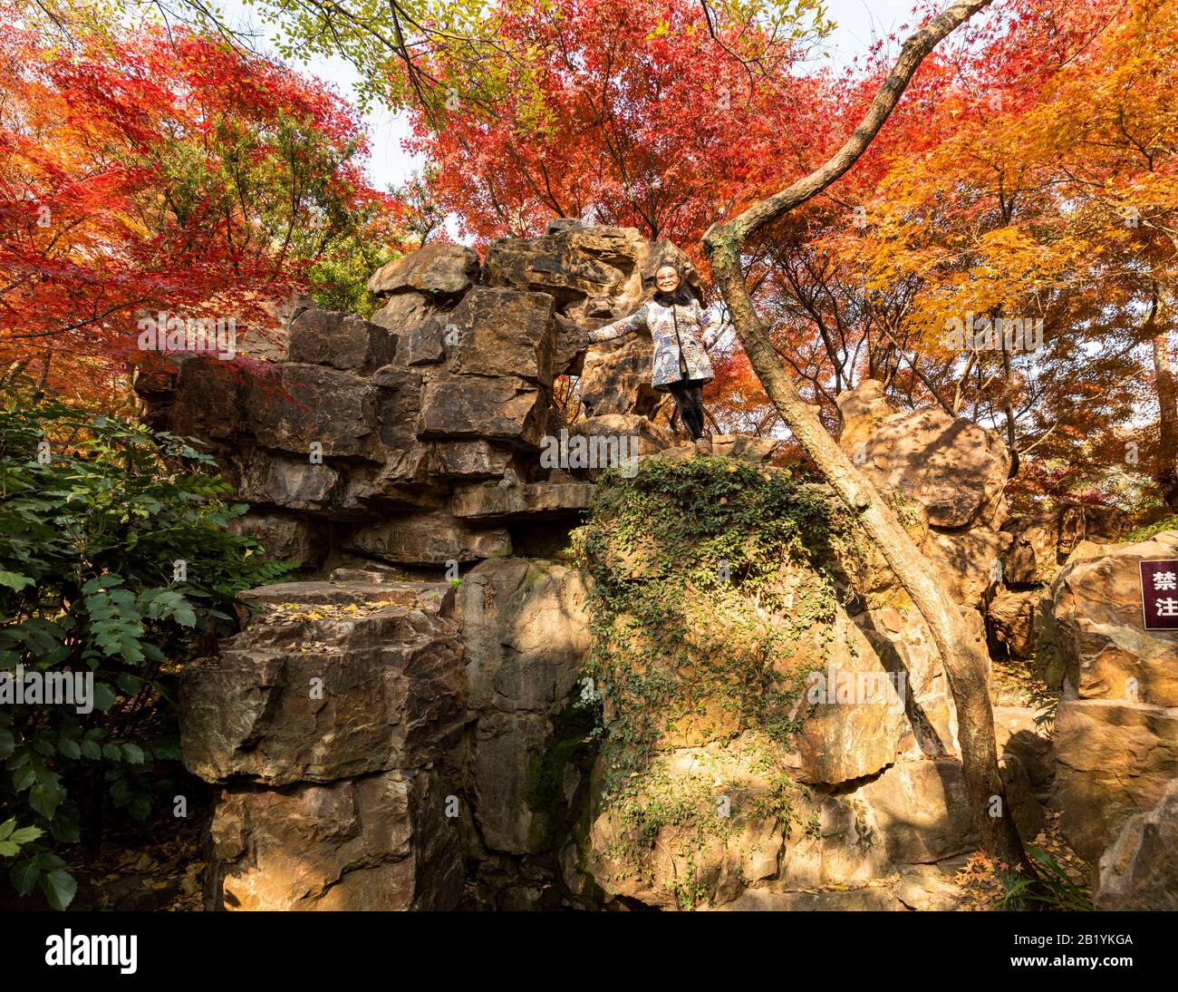 Autumn colours of the Chinese Maple Tree, Acer palmatum, at Qiuxiapu ...
