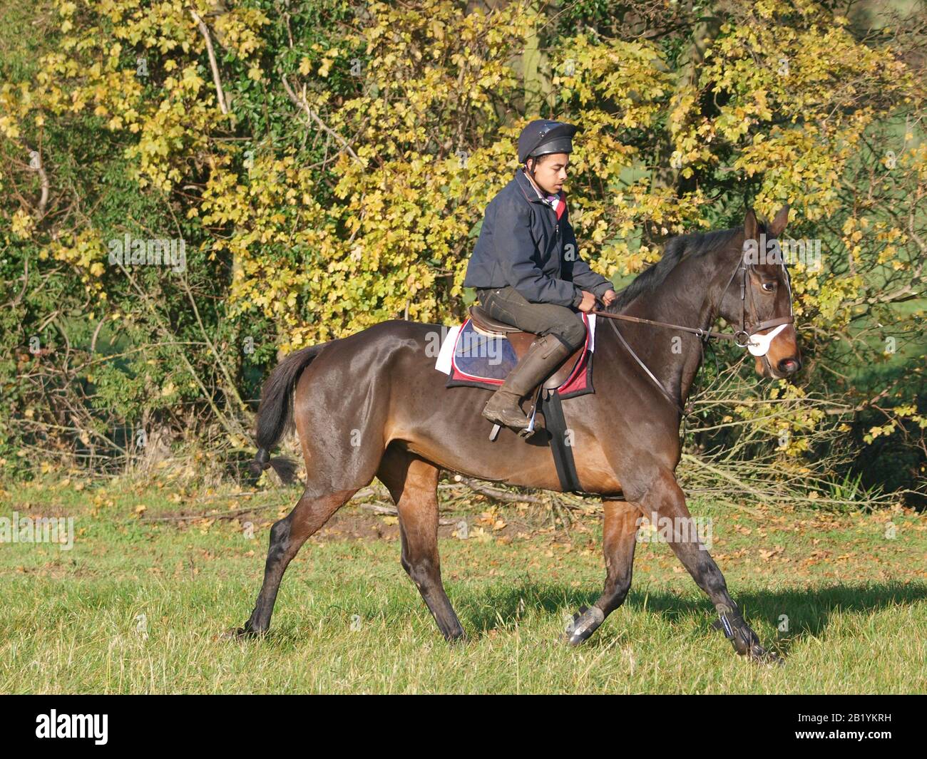 A race horse heads off to train on the gallops Stock Photo - Alamy