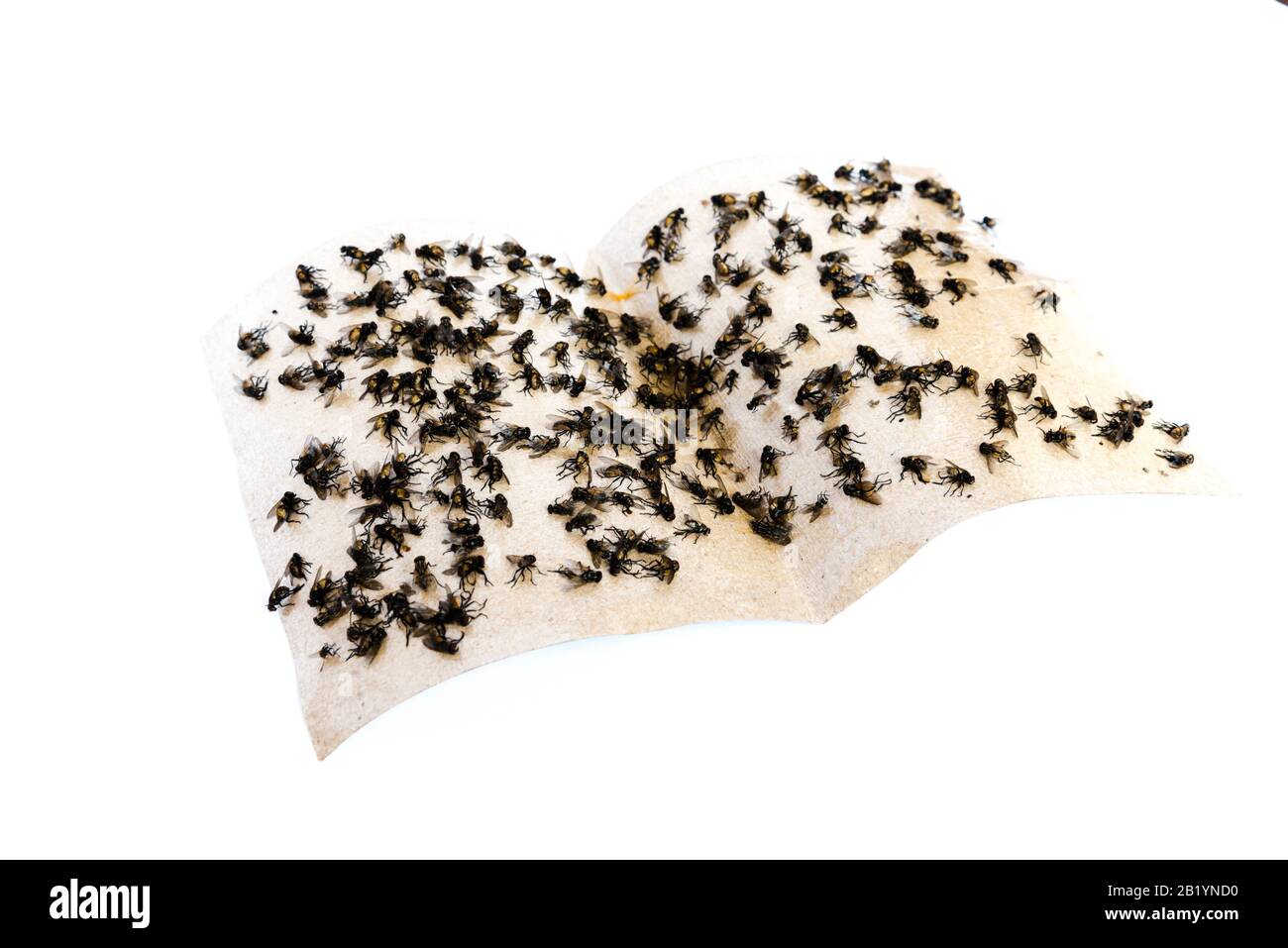 Sticky fly tape with many flies trapped on the extremely sticky surface ...