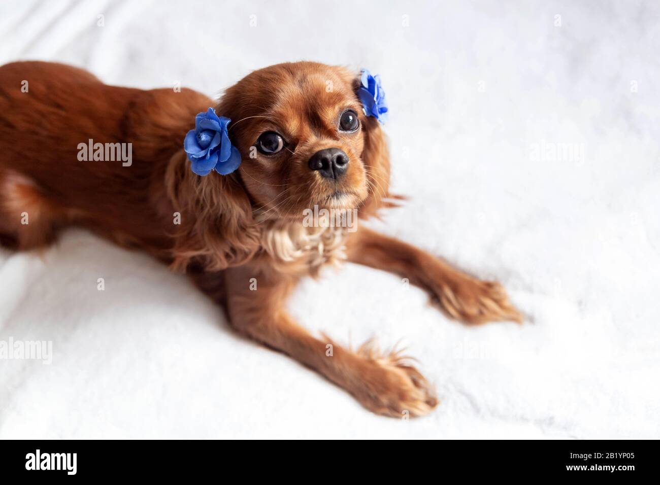 Cute dog with blue flowers on head Stock Photo - Alamy
