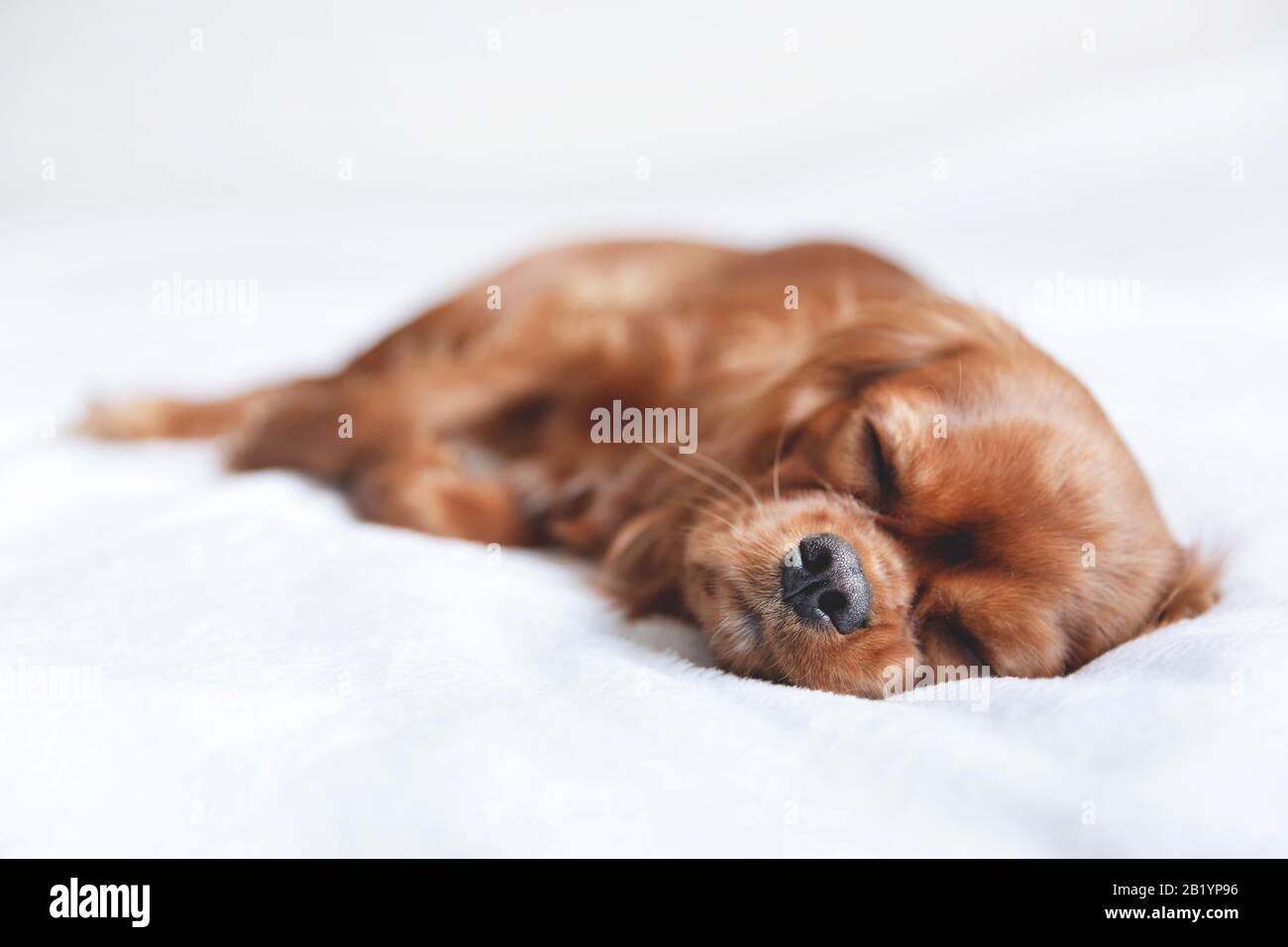 Cute puppy of cavalier spaniel sleeping Stock Photo - Alamy