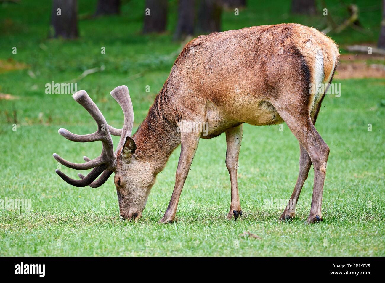 Red Deer Male on Meadow Stock Photo - Alamy