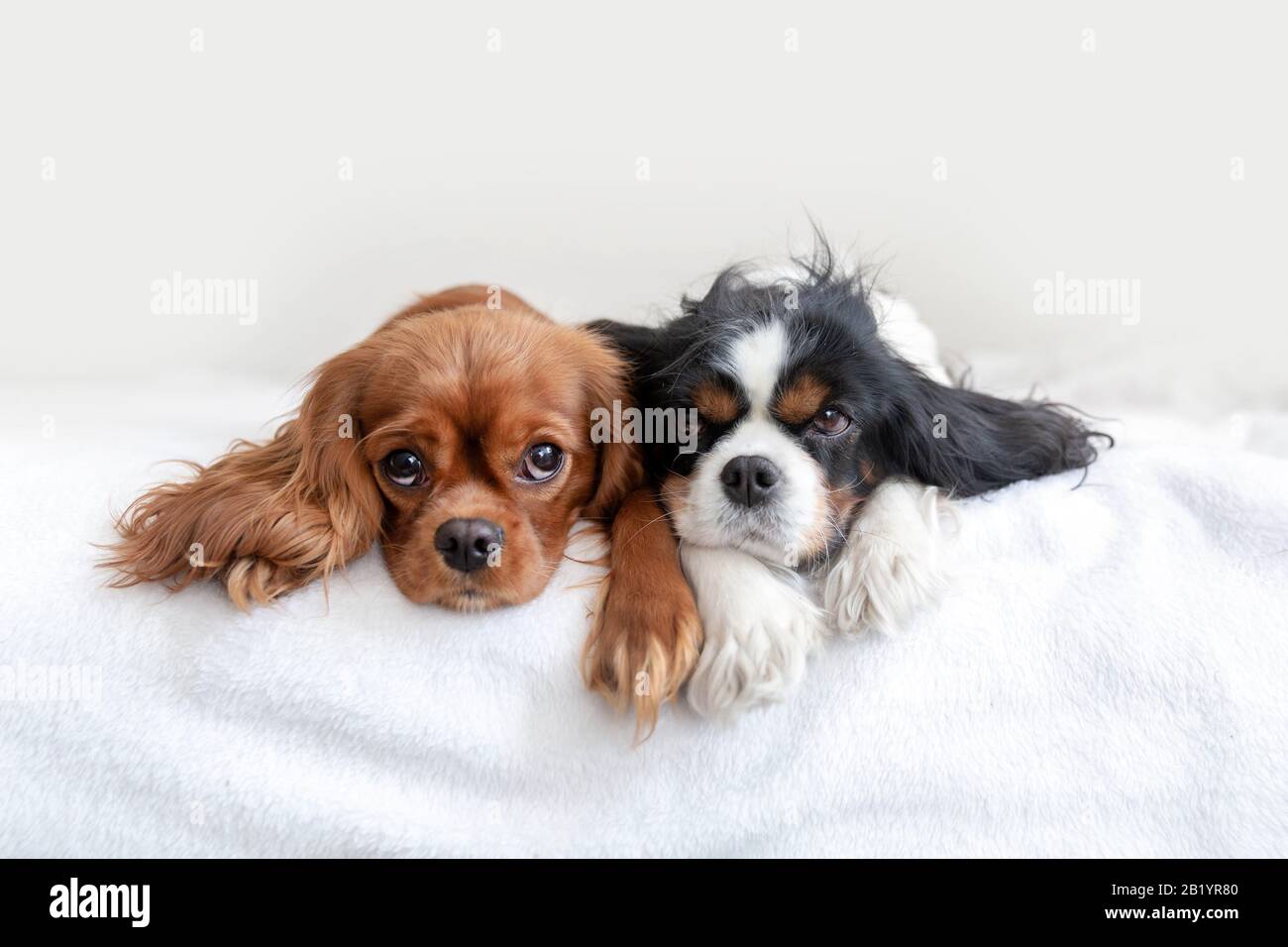 Cute dogs hi-res stock photography and images - Alamy