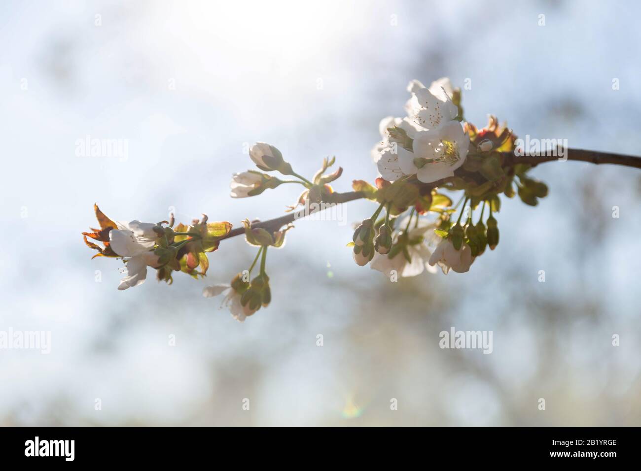 Apple tree twig hi-res stock photography and images - Alamy