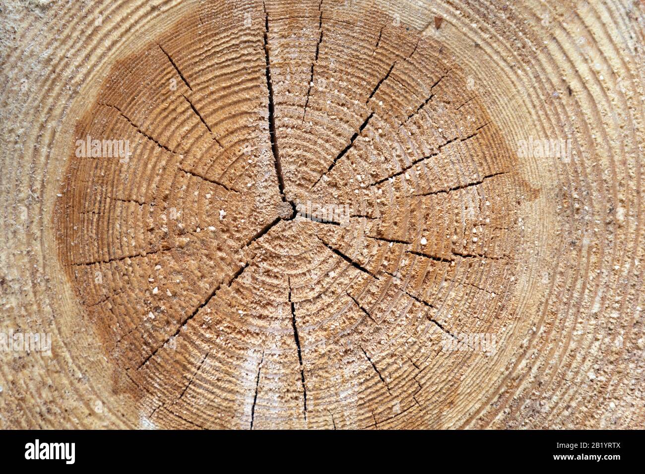 Tree cross section hi-res stock photography and images - Alamy
