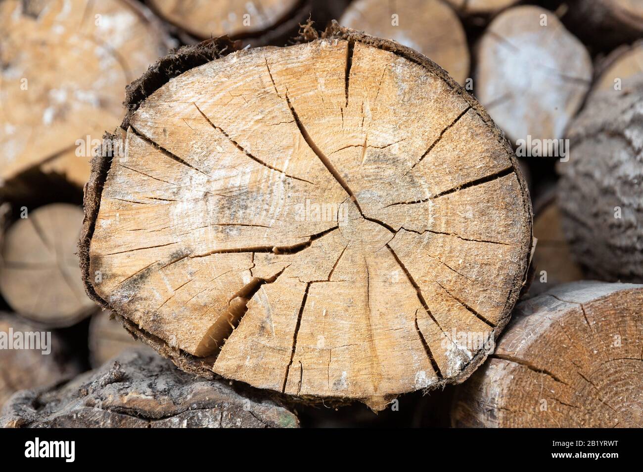 Closeup of cut trunk of the tree, cross section Stock Photo - Alamy