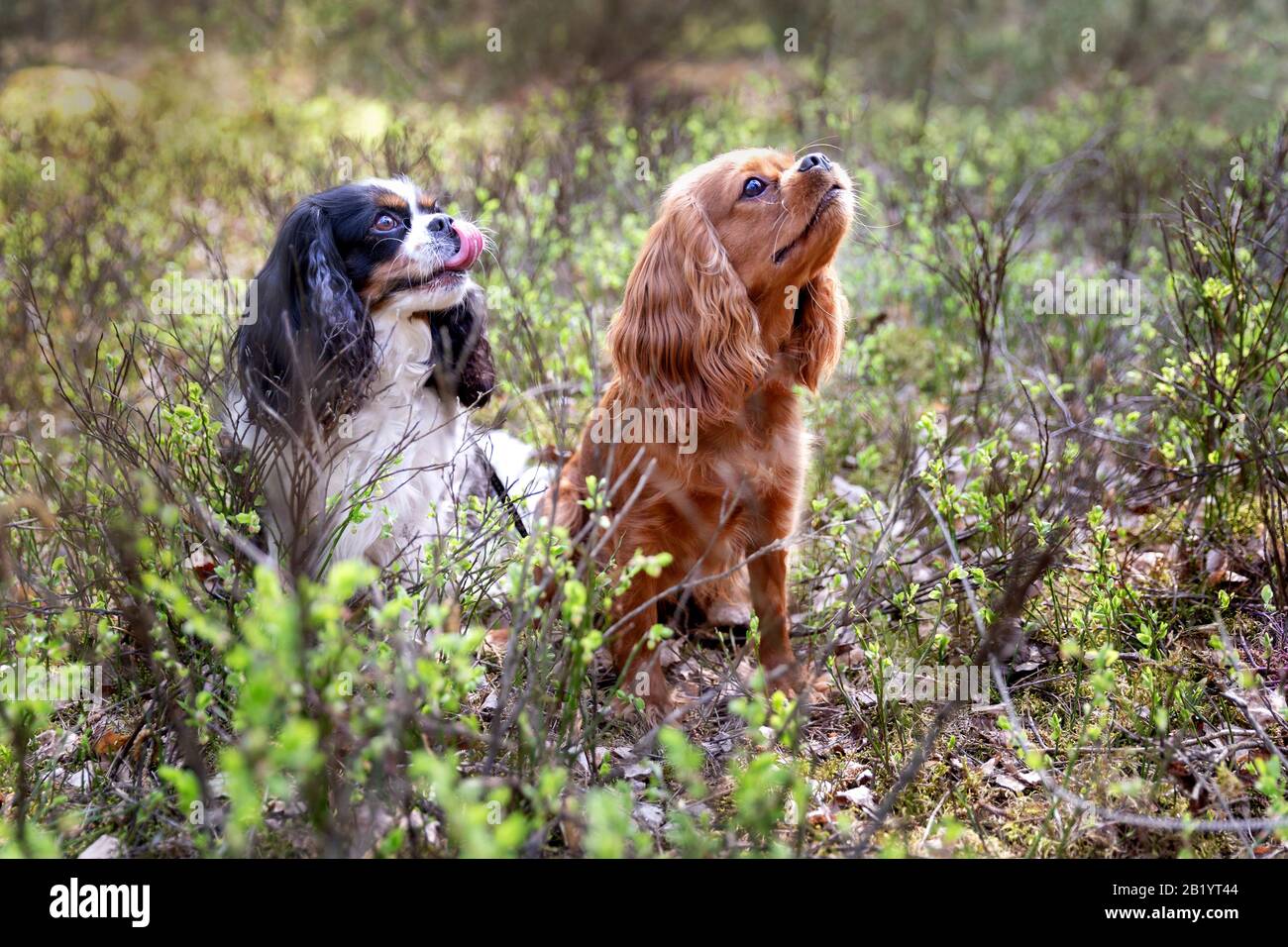 Dogs sitting together hi-res stock photography and images - Alamy