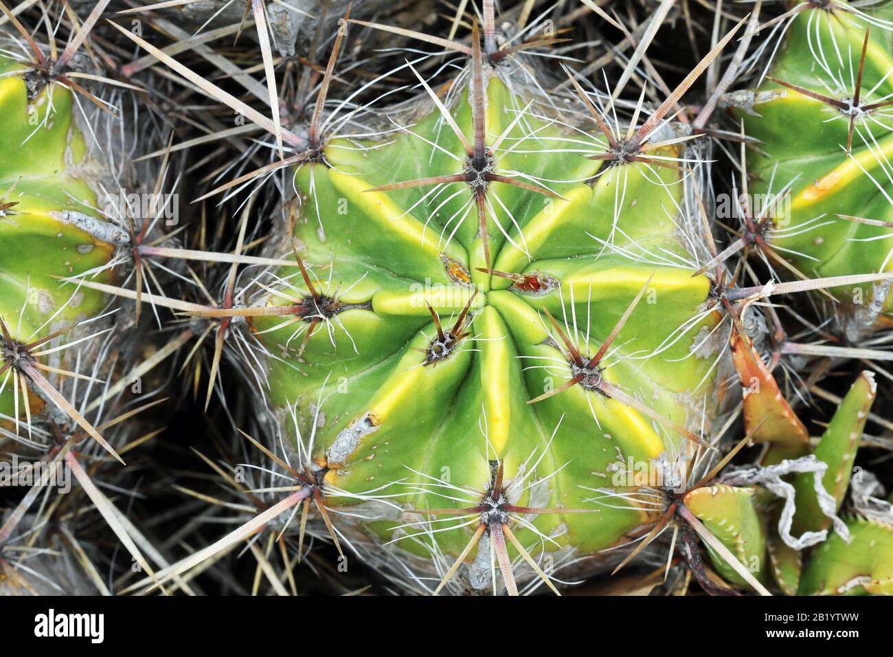Kaktus ferocactus robustus Stock Photo - Alamy