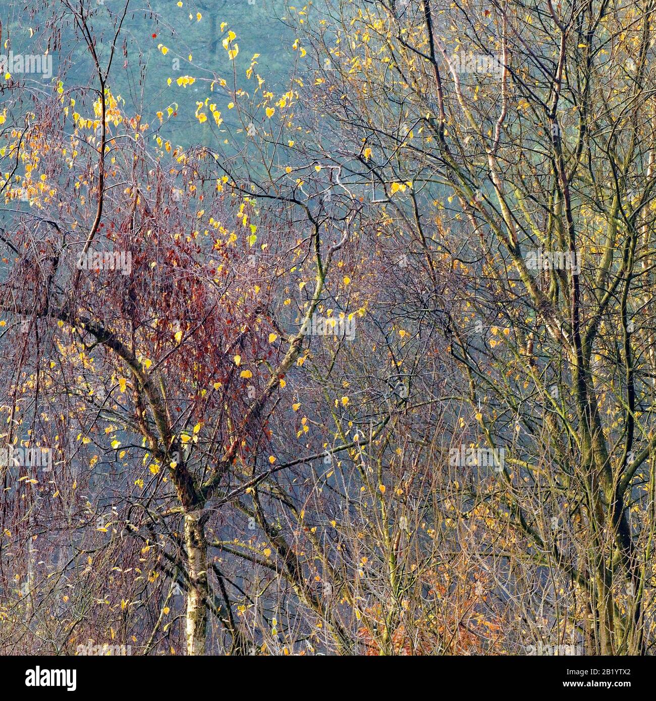 Foliage and foliage mixed forests hi-res stock photography and images ...