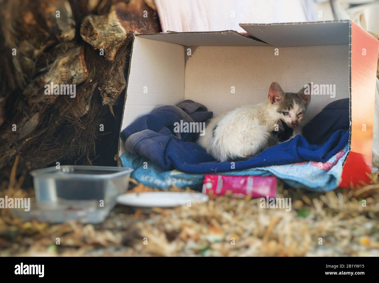 Homeless kittens abandoned on the street Stock Photo - Alamy
