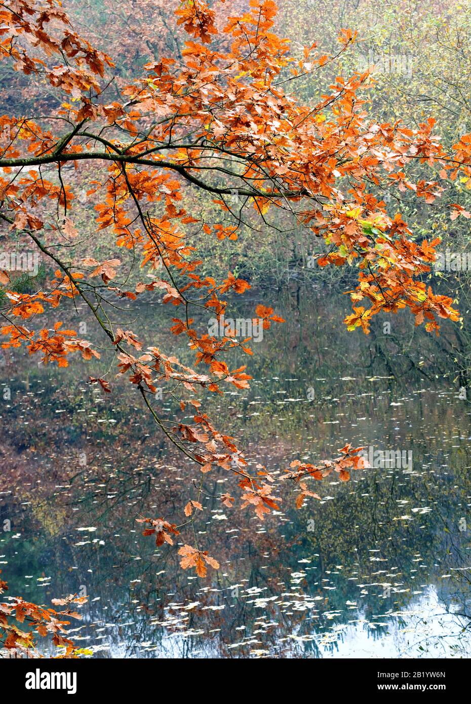 Autumn in Fair Oak valley showing one of the three major forest pools ...