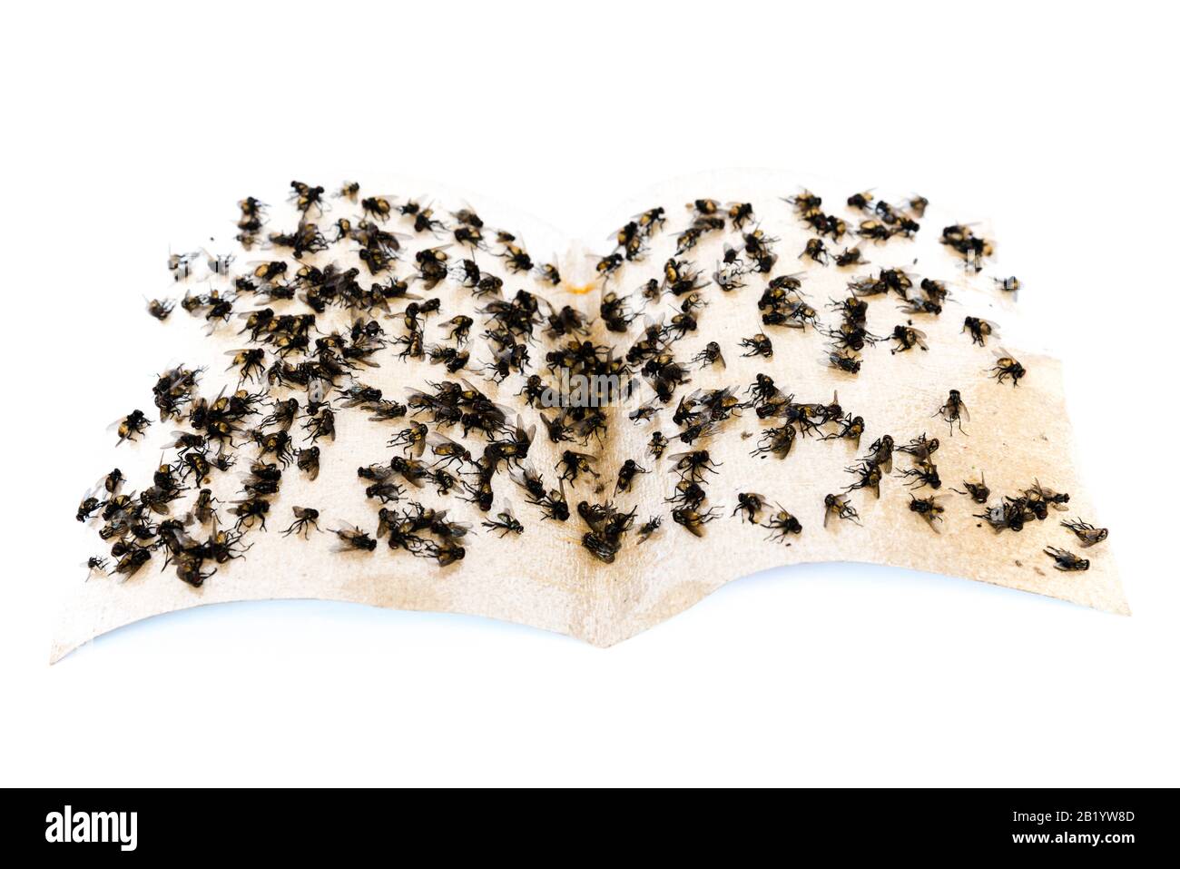 Sticky fly tape with many flies trapped on the extremely sticky surface ...