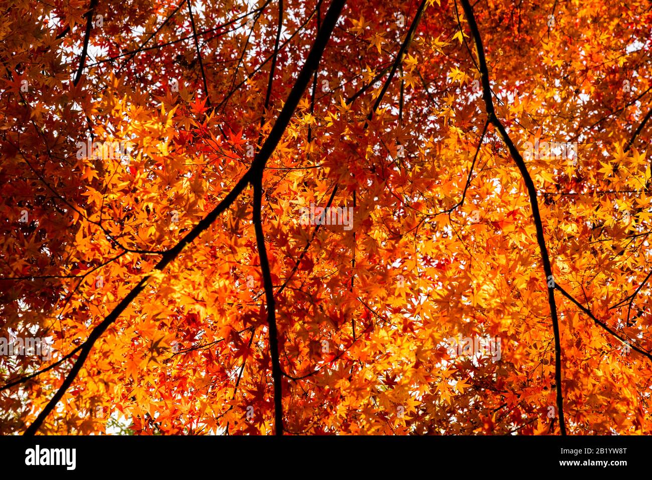 Autumn colours of the Chinese Maple Tree, Acer palmatum, at Qiuxiapu ...