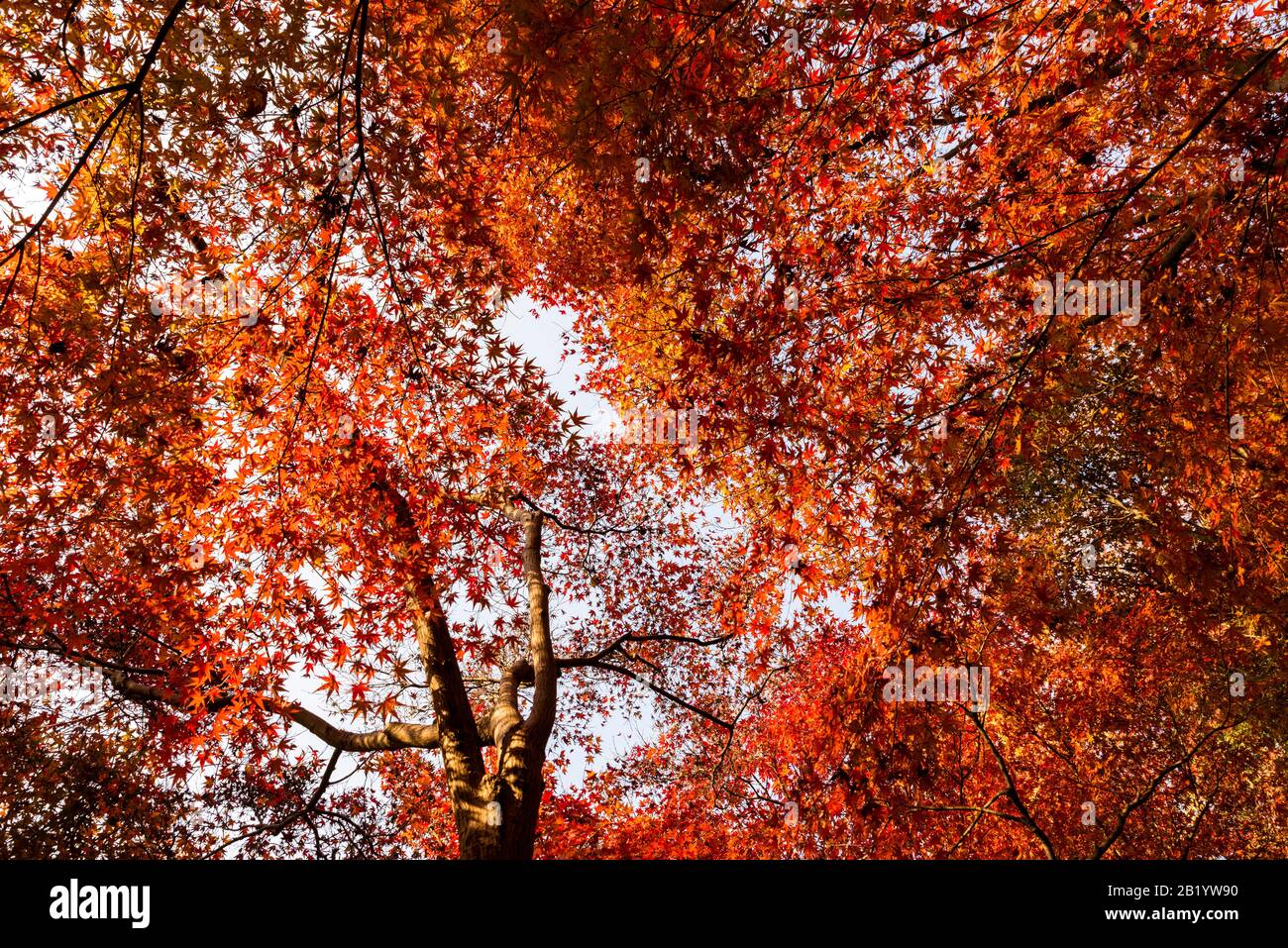 Autumn colours of the Chinese Maple Tree, Acer palmatum, at Qiuxiapu ...