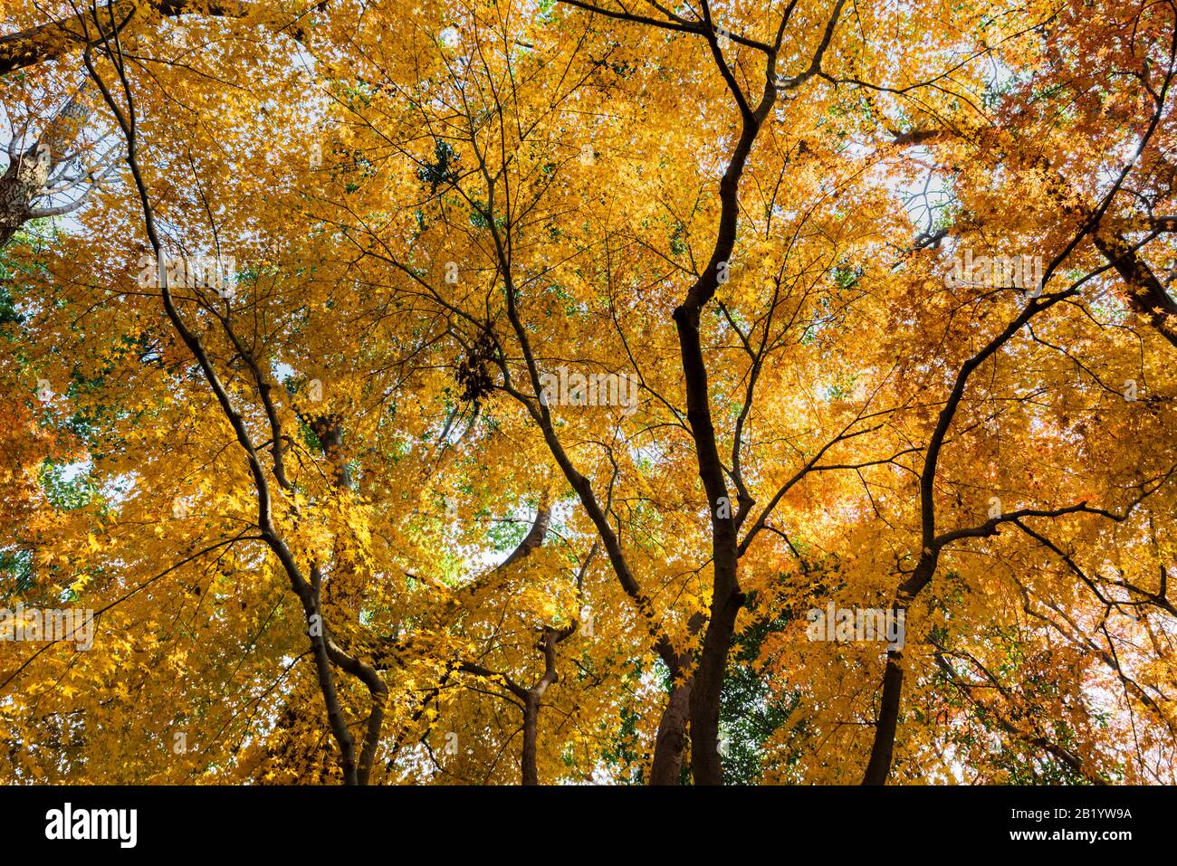 Autumn colours of the Chinese Maple Tree, Acer palmatum, at Qiuxiapu ...