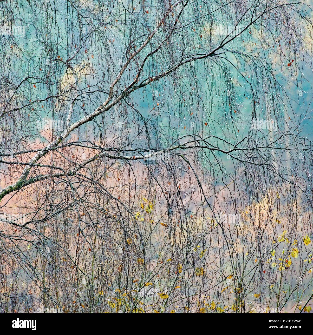 Birch tree beautiful tree hi-res stock photography and images - Alamy